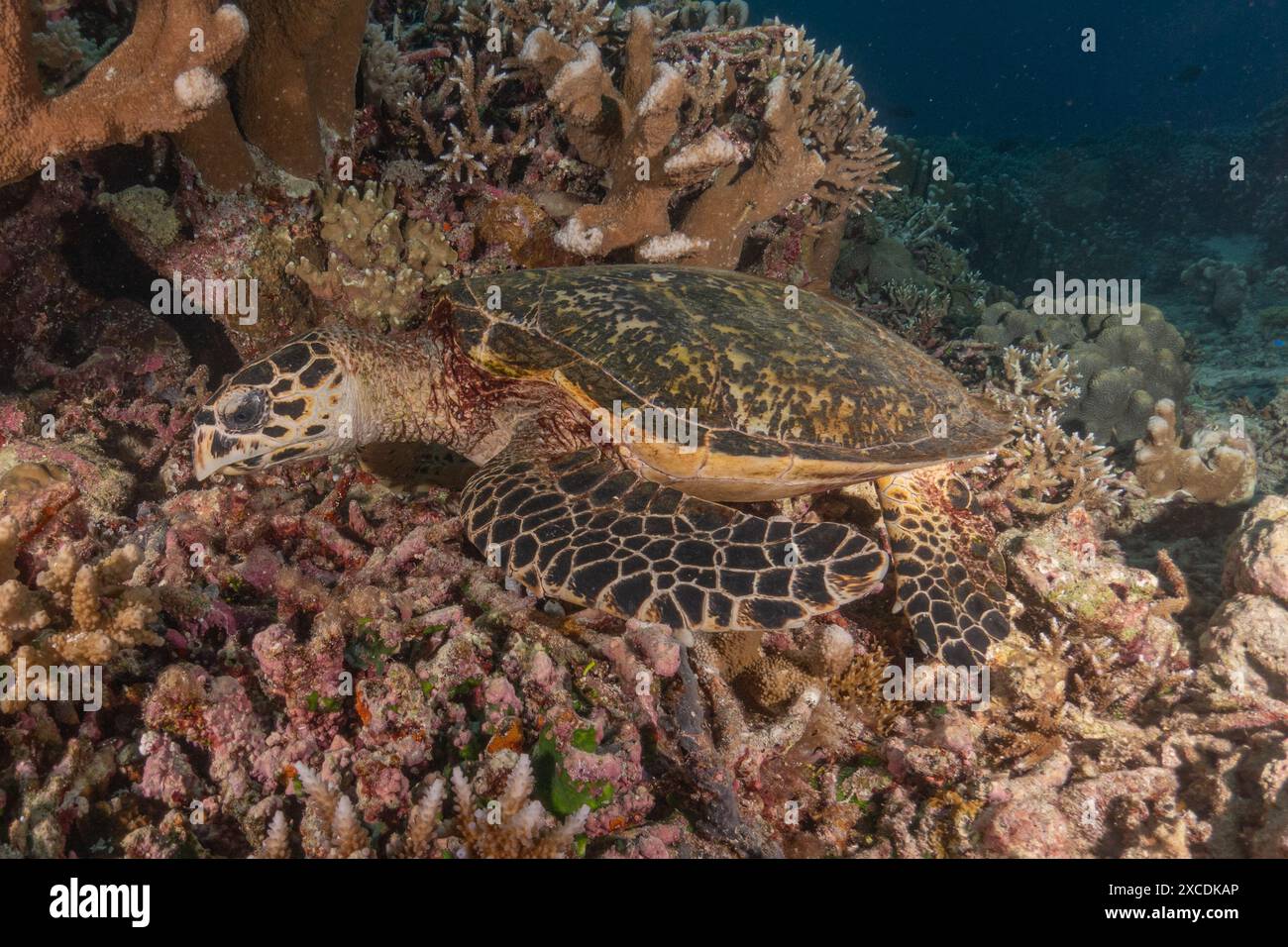 Hawksbill sea turtle at the Tubbataha Reefs national park Philippines ...