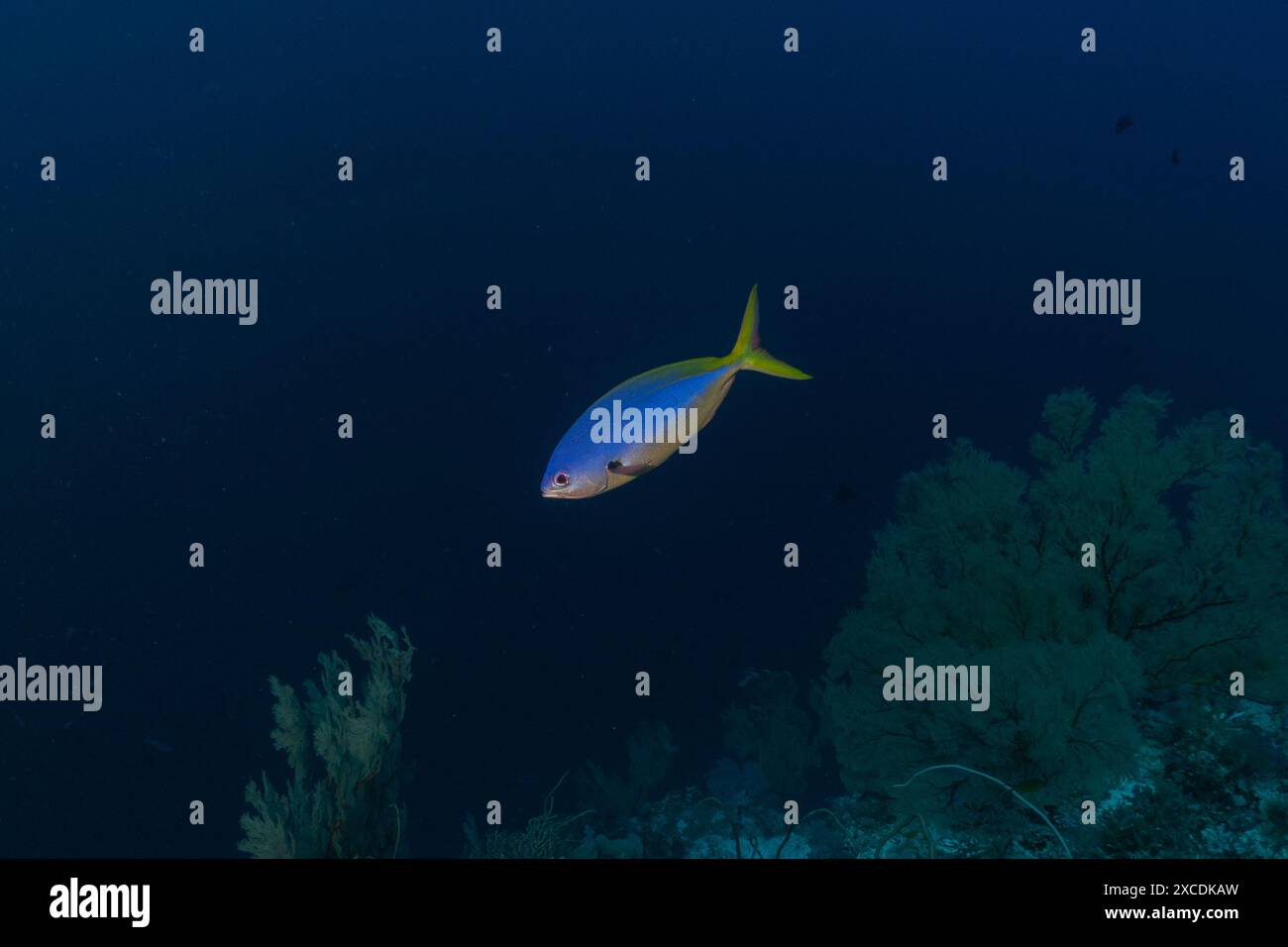 Fish swim at the Tubbataha Reefs national park Philippines Stock Photo ...
