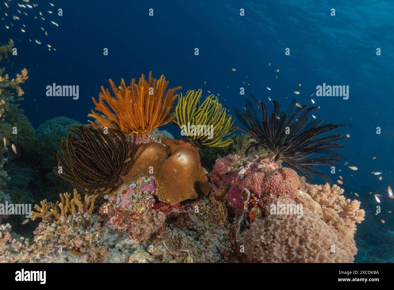 Coral reef and water plants at the Tubbataha Reefs, Philippines Stock ...