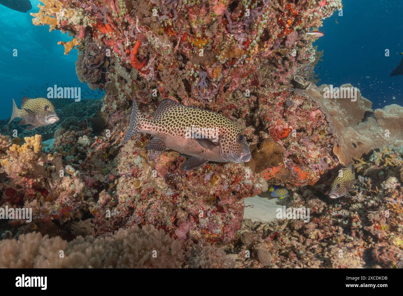 Fish swim at the Tubbataha Reefs national park Philippines Stock Photo ...