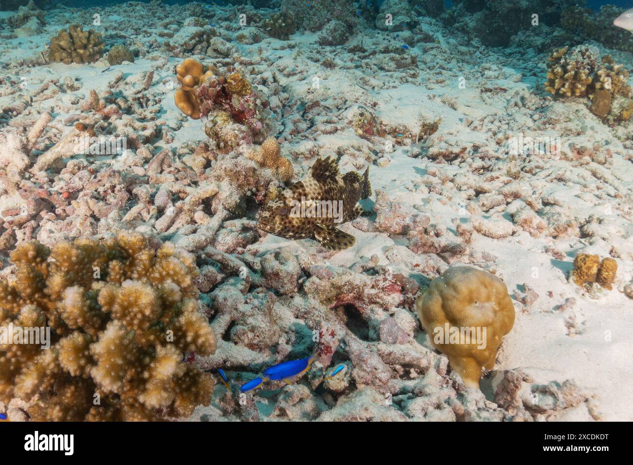 Fish swim at the Tubbataha Reefs national park Philippines Stock Photo ...