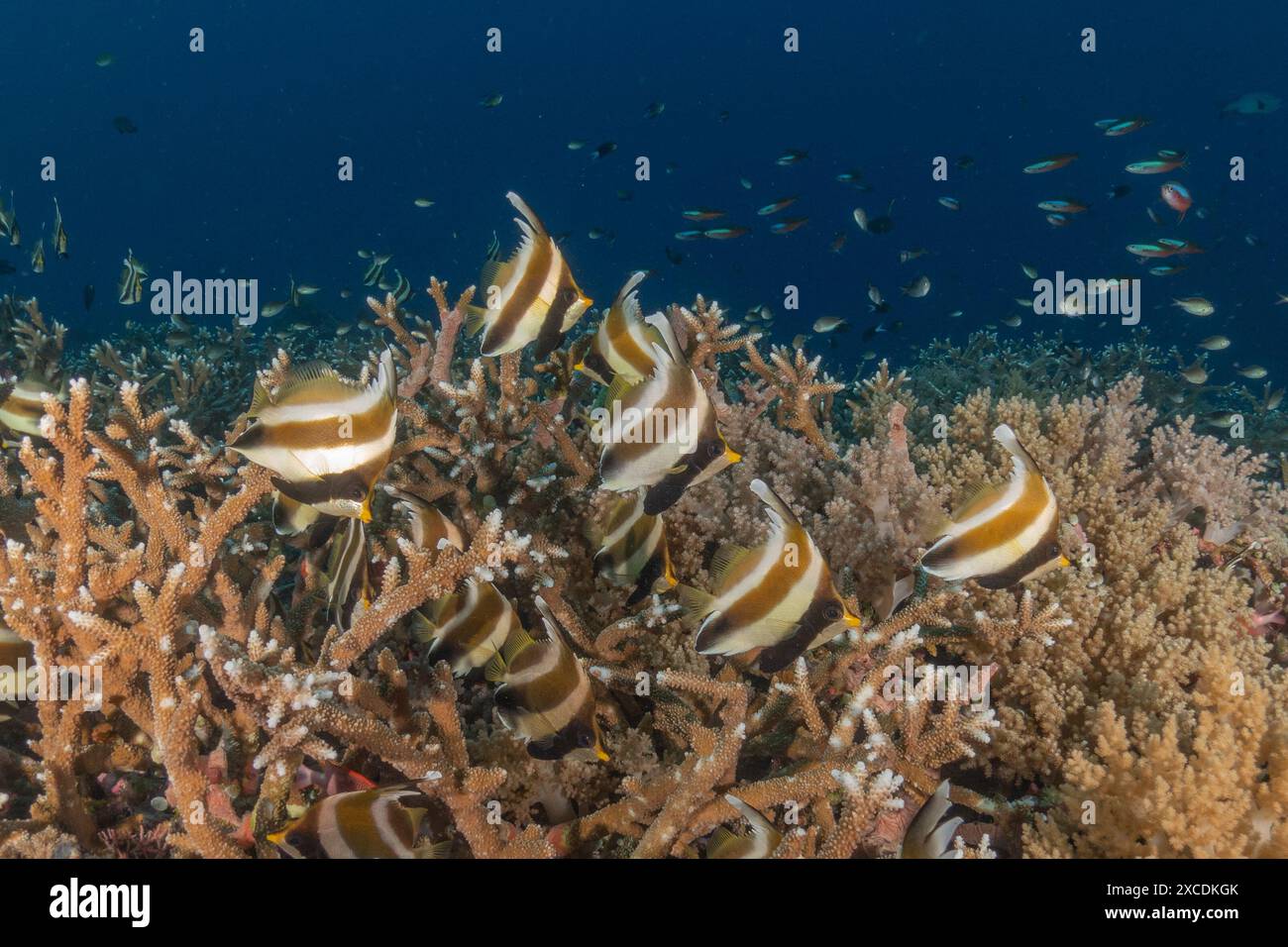 Fish swim at the Tubbataha Reefs national park Philippines Stock Photo ...