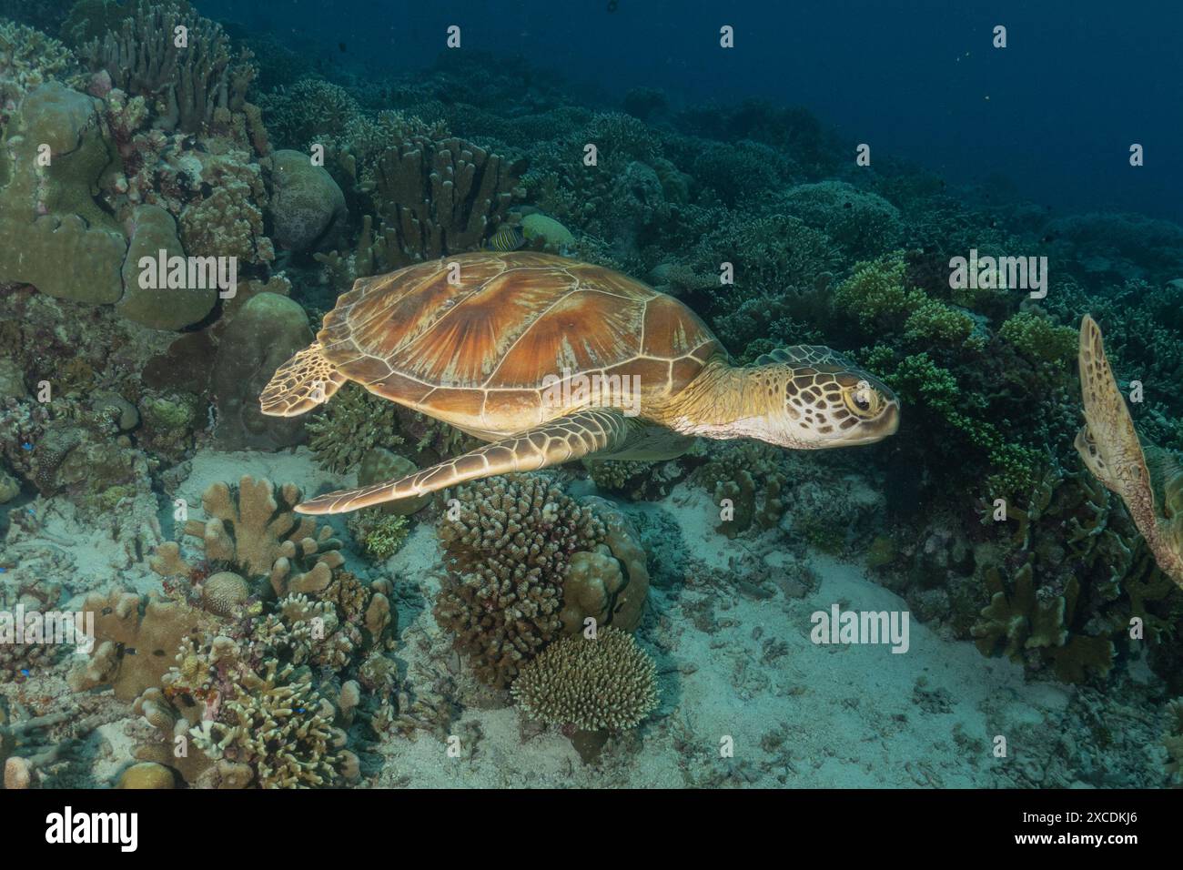 Hawksbill sea turtle at the Tubbataha Reefs national park Philippines ...