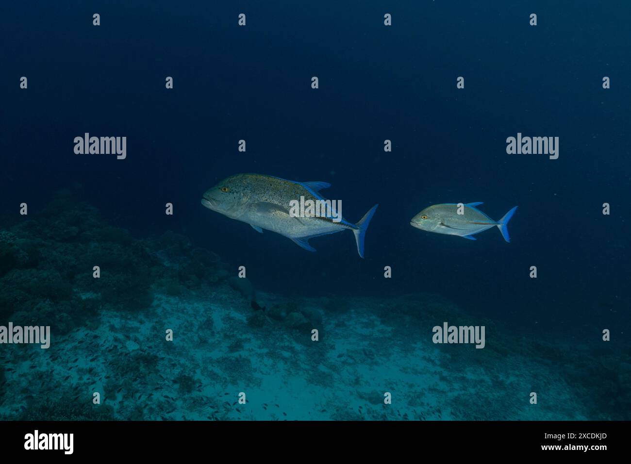 Fish swim at the Tubbataha Reefs national park Philippines Stock Photo ...