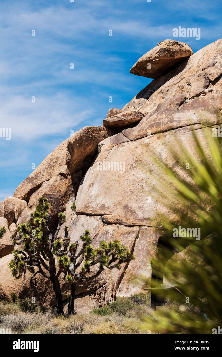 Cap Rock; Joshua Tree; Joshua Tree National Park; southern California ...