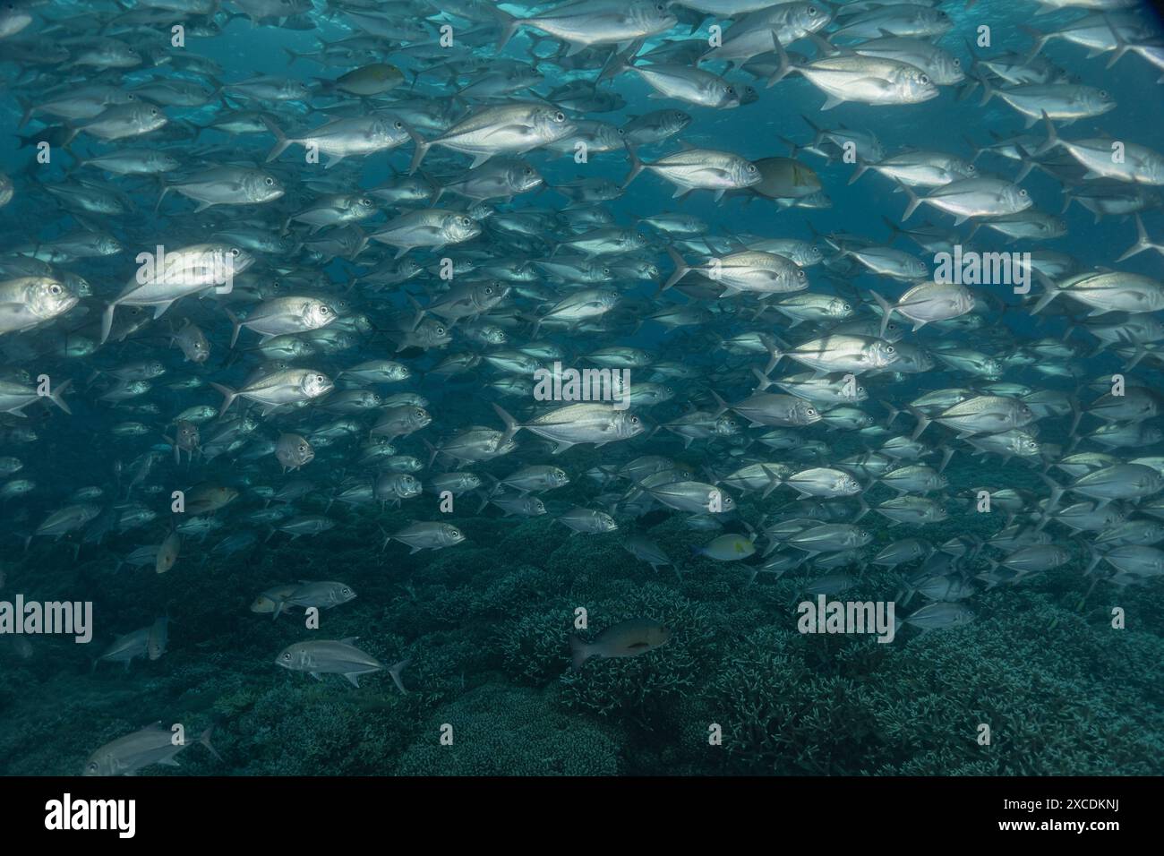Fish swim at the Tubbataha Reefs national park Philippines Stock Photo ...