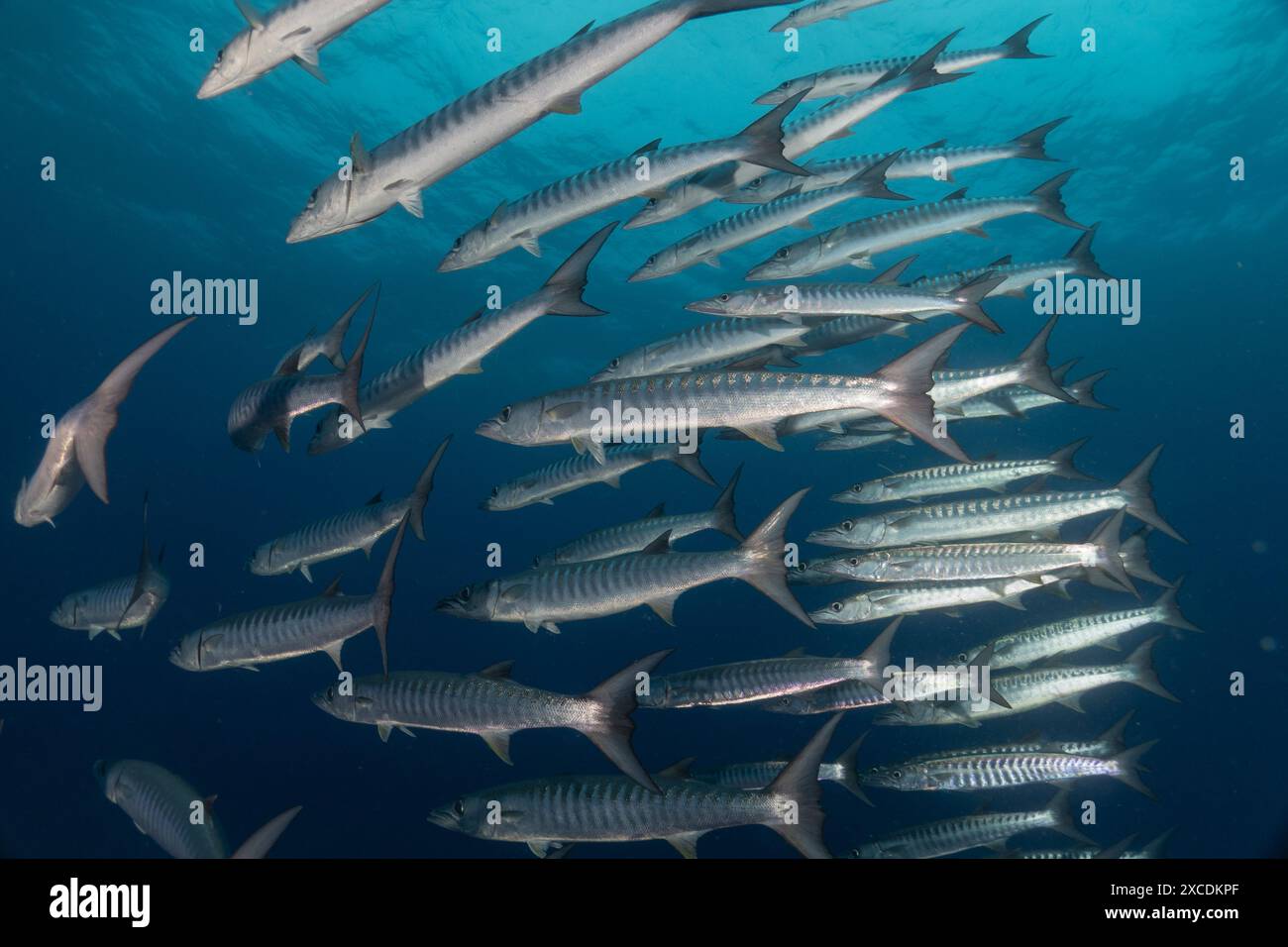 Fish swim at the Tubbataha Reefs national park Philippines Stock Photo ...