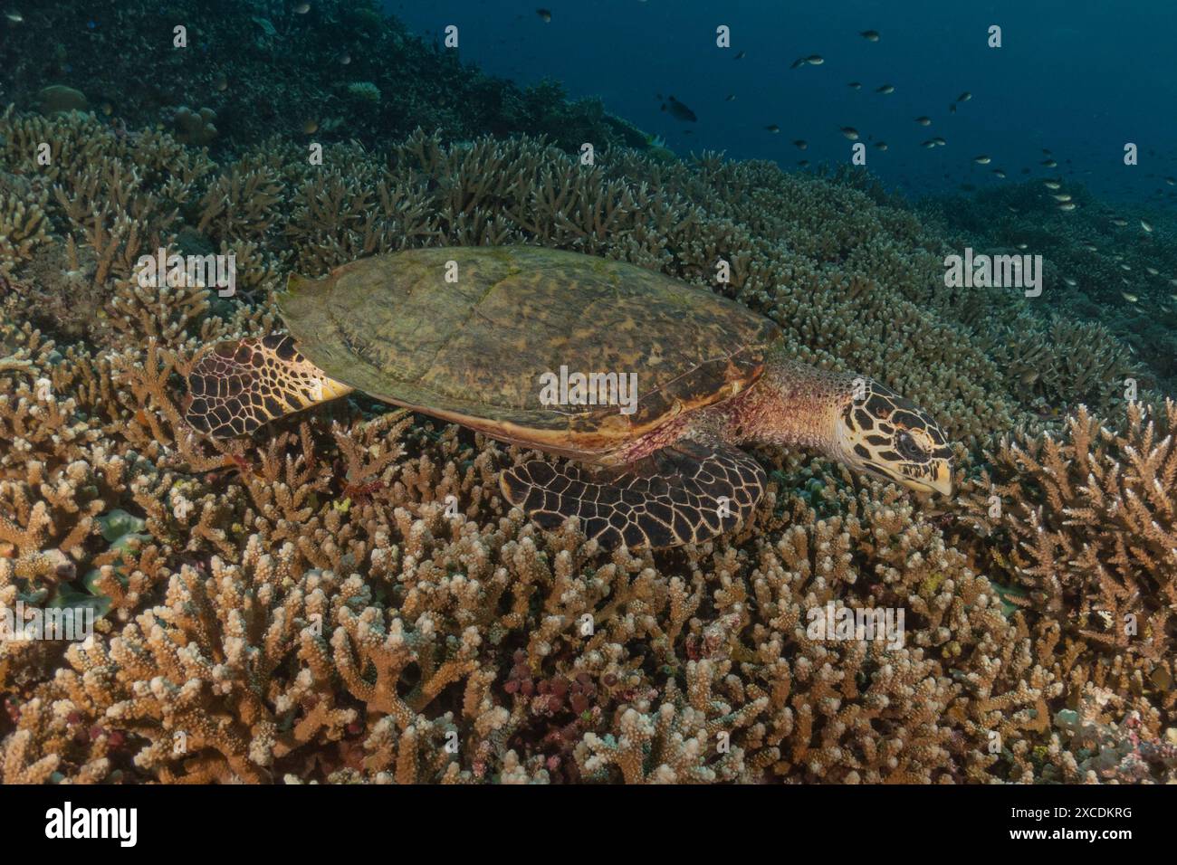 Hawksbill sea turtle at the Tubbataha Reefs national park Philippines ...