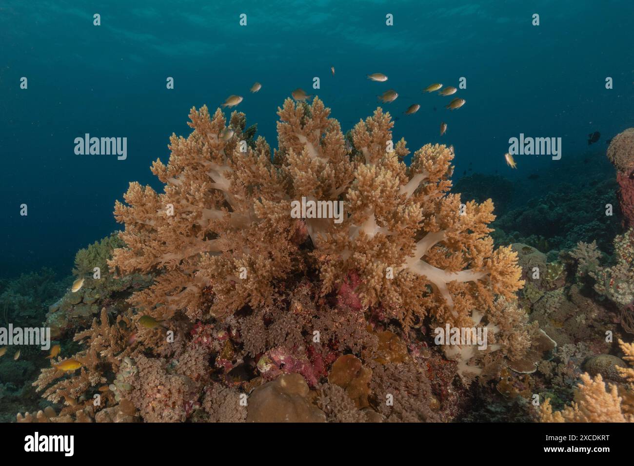 Coral reef and water plants at the Tubbataha Reefs, Philippines Stock ...