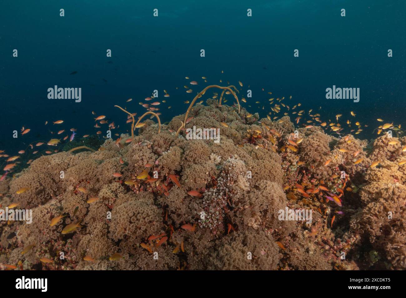 Coral reef and water plants at the Tubbataha Reefs, Philippines Stock ...