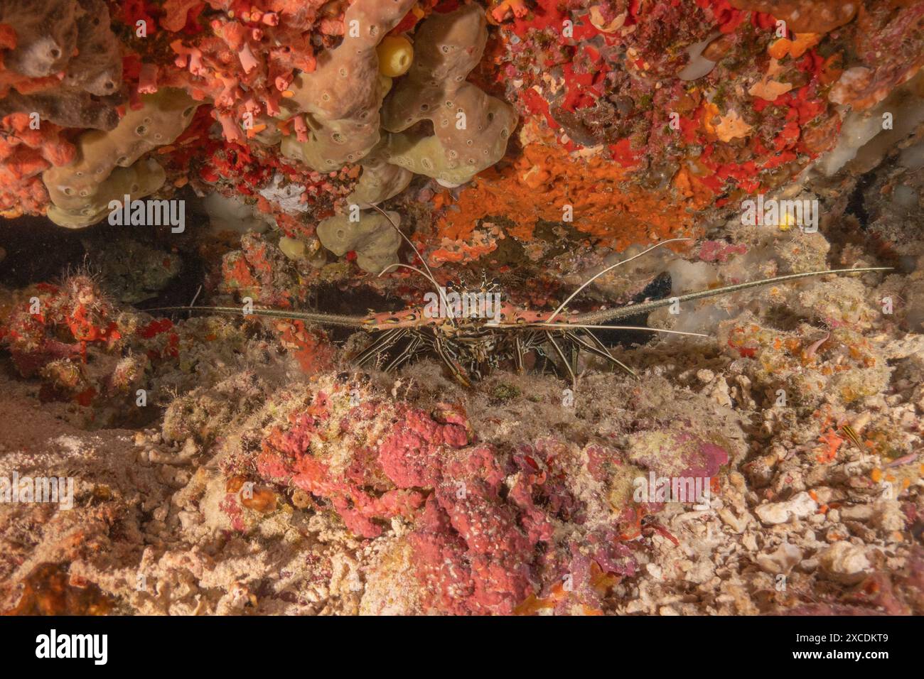 Painted Lobster(Panulirus versicolor) at the Tubbataha Reef National ...