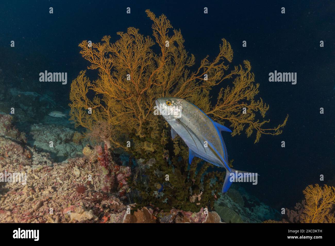 Fish swim at the Tubbataha Reefs national park Philippines Stock Photo ...