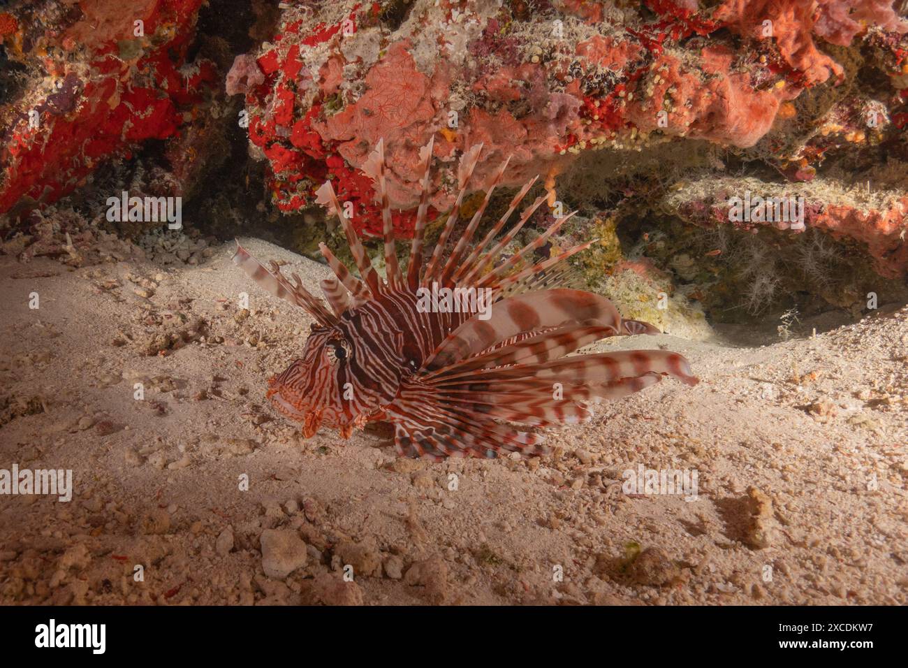 Lionfish in the Sea of the Philippines Stock Photo - Alamy