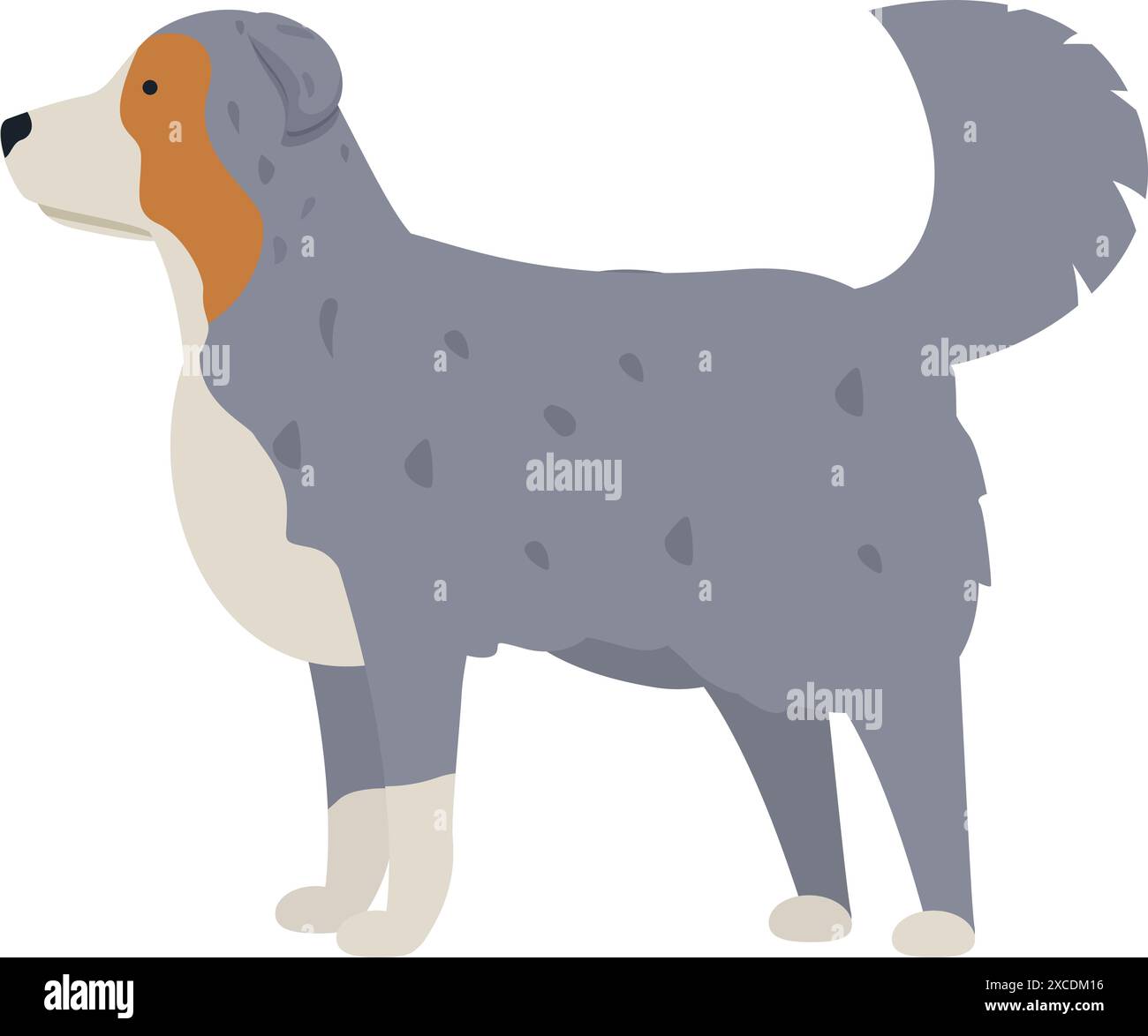 Australian shepherd looking white Stock Vector Images - Alamy