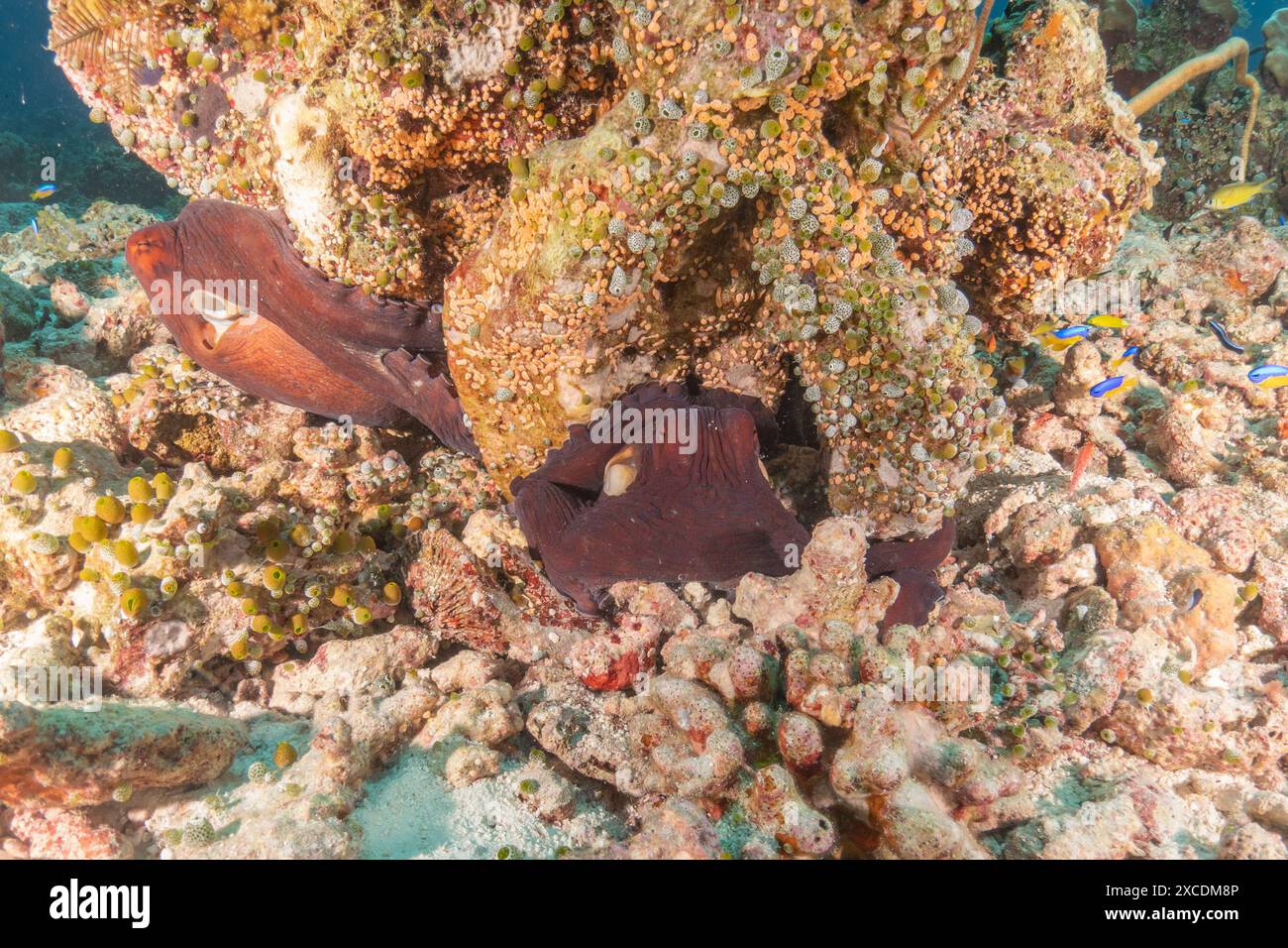 Octopus king of camouflage at the Tubbataha Reefs National Park ...