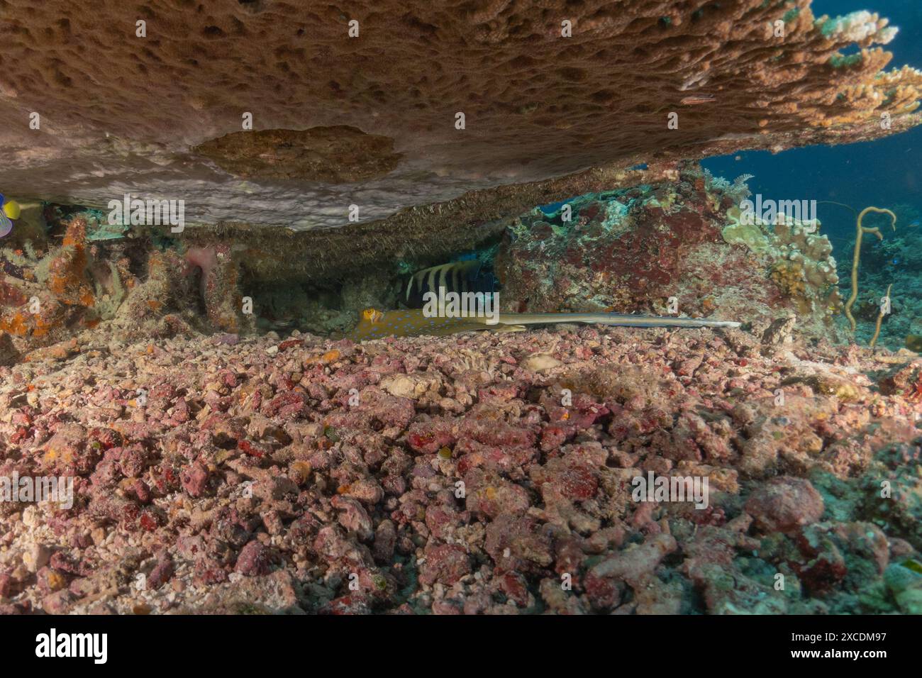Blue-spotted stingray On the seabed at the Tubbataha Reefs National ...