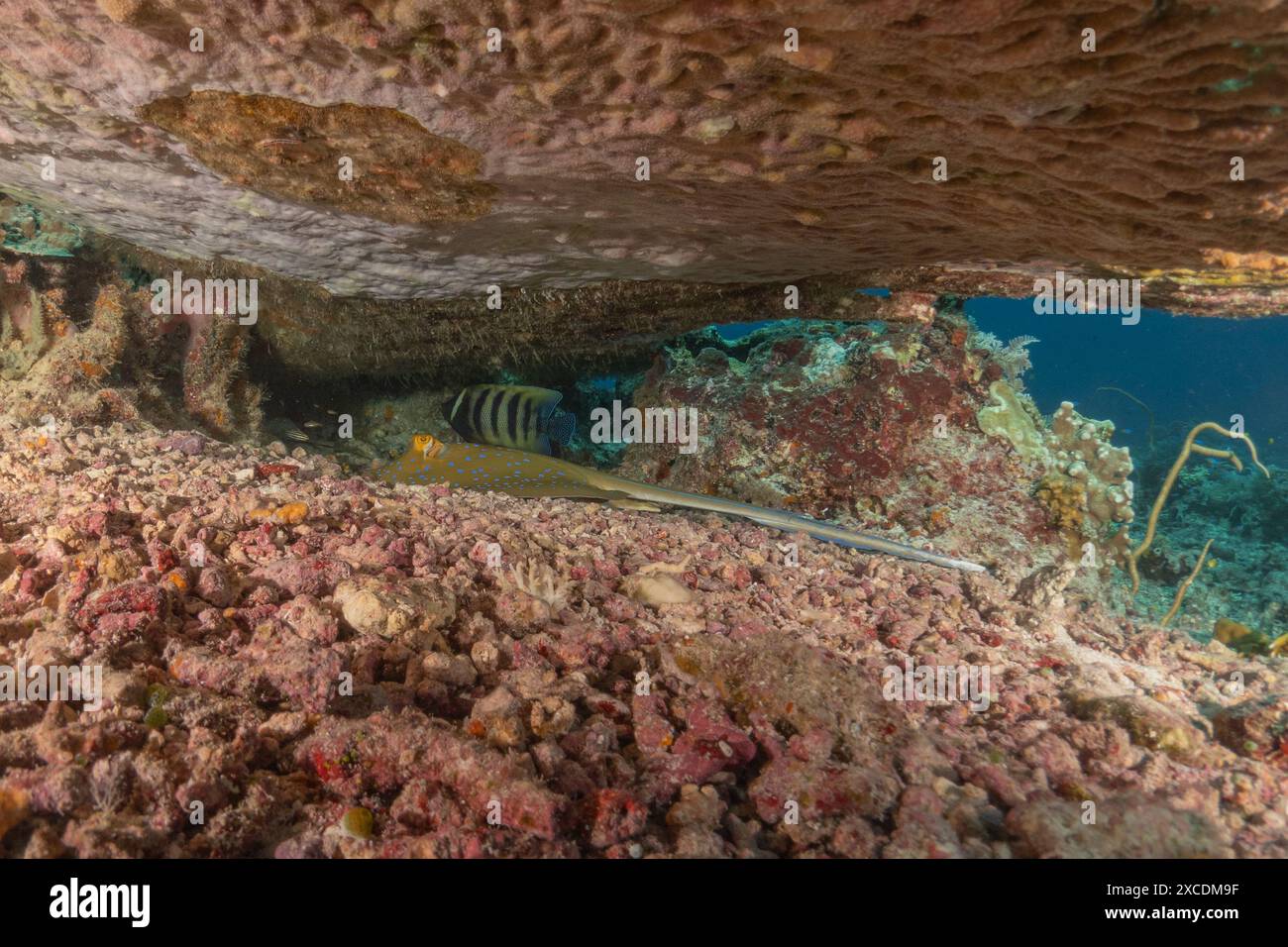 Blue-spotted stingray On the seabed at the Tubbataha Reefs National ...