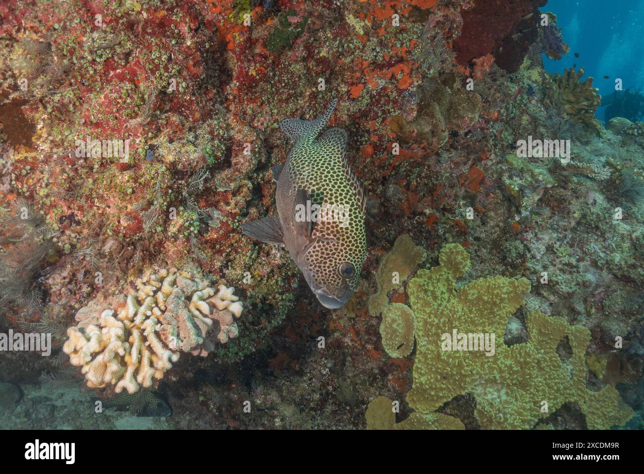 Fish swim at the Tubbataha Reefs national park Philippines Stock Photo ...