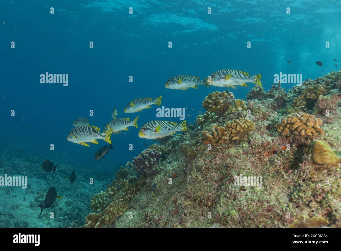 Fish swim at the Tubbataha Reefs national park Philippines Stock Photo ...