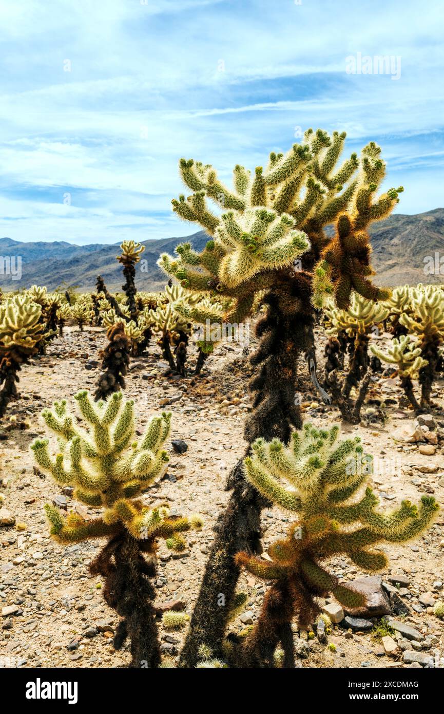 Cholla Cactus Garden; Joshua Tree National Park; southern California ...