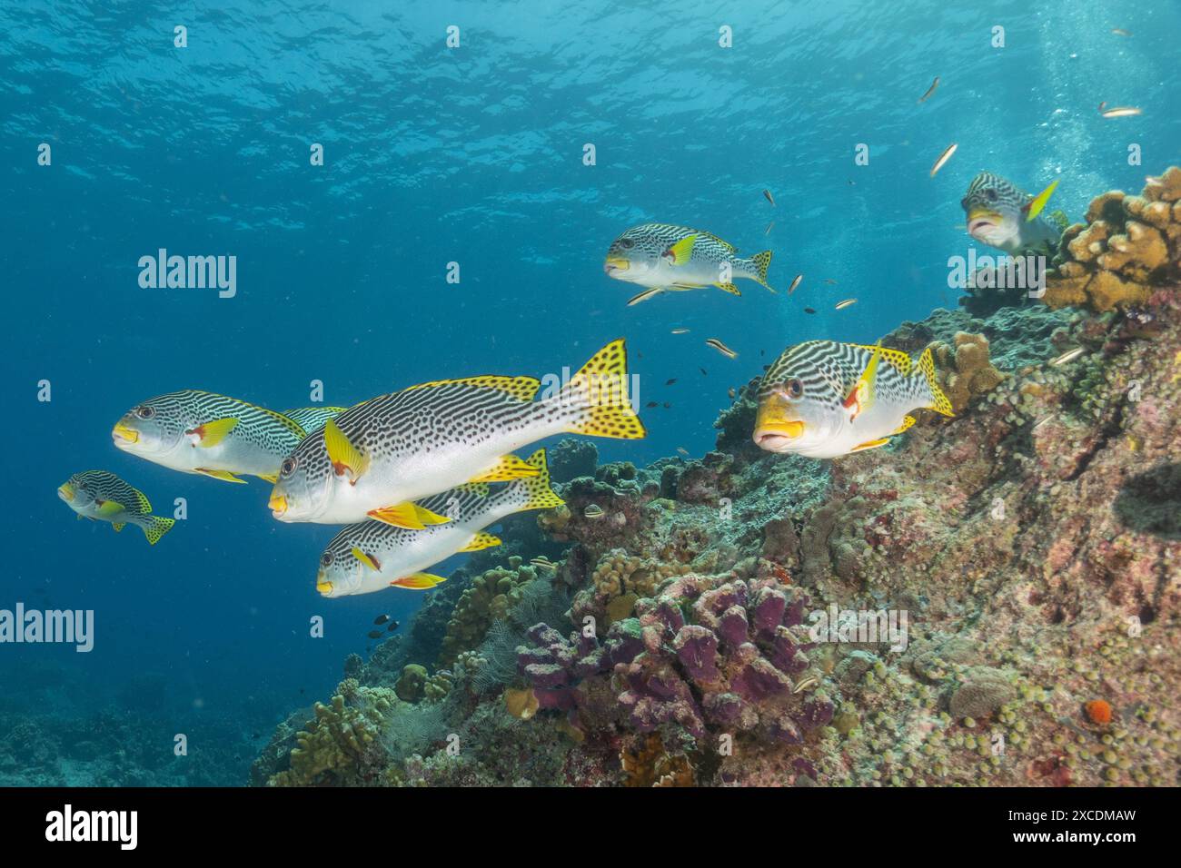 Fish swim at the Tubbataha Reefs national park Philippines Stock Photo ...