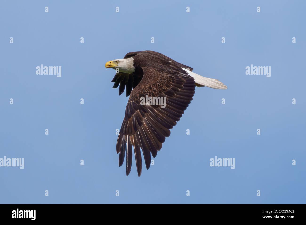 Bald Eagle flying Stock Photo - Alamy