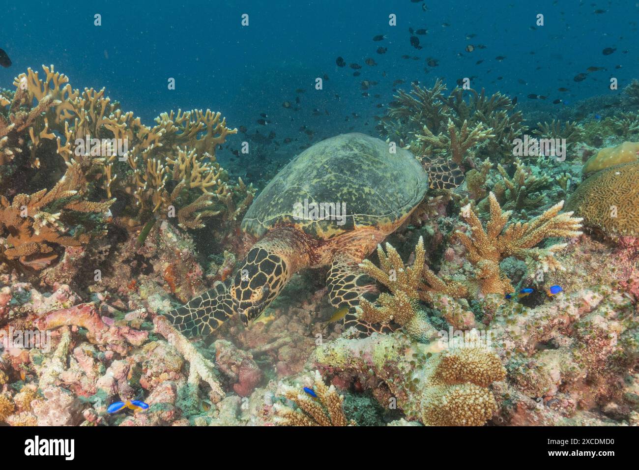 Hawksbill sea turtle at the Tubbataha Reefs national park Philippines ...
