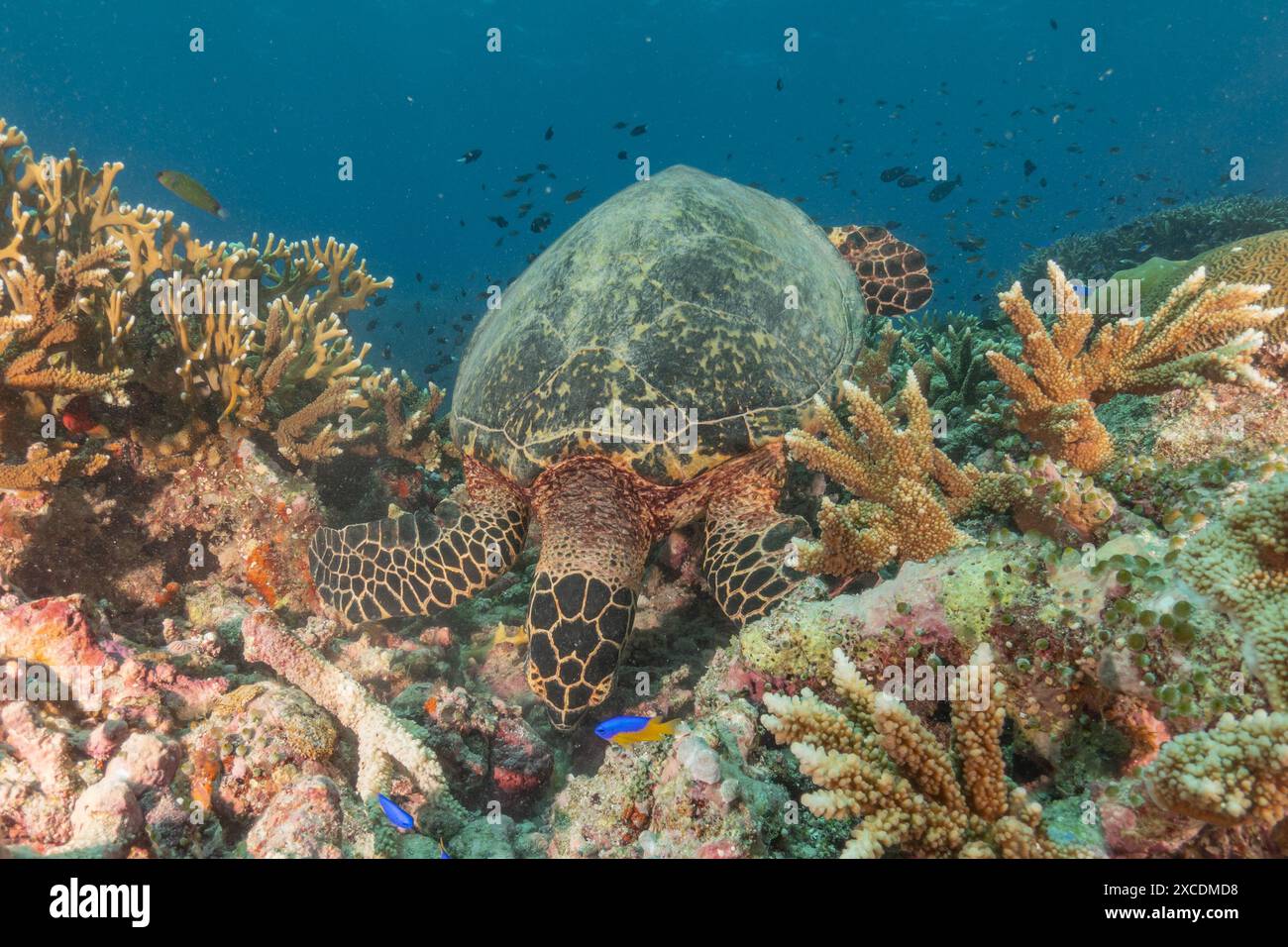 Hawksbill sea turtle at the Tubbataha Reefs national park Philippines ...