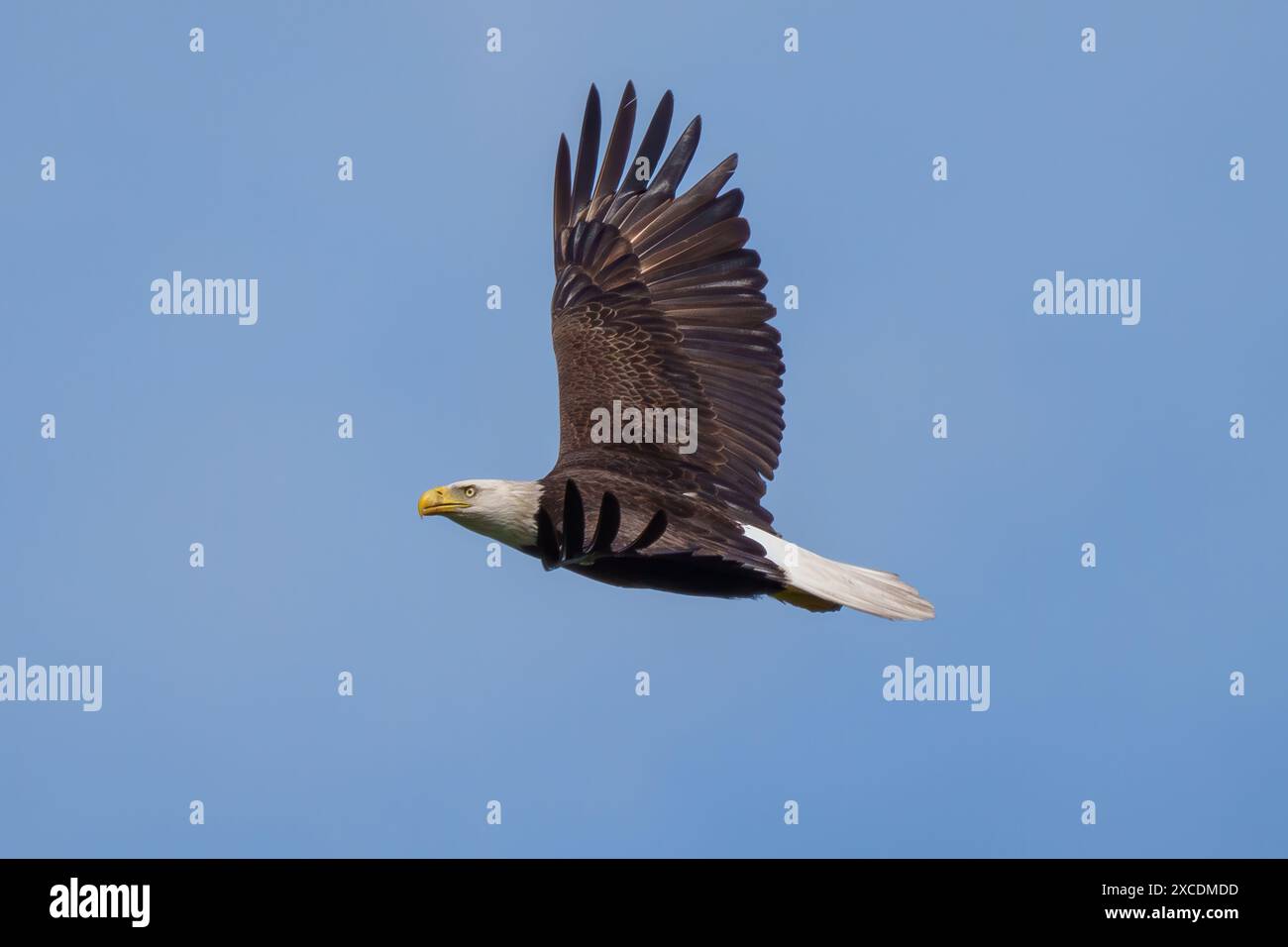 Bald Eagle flying Stock Photo - Alamy