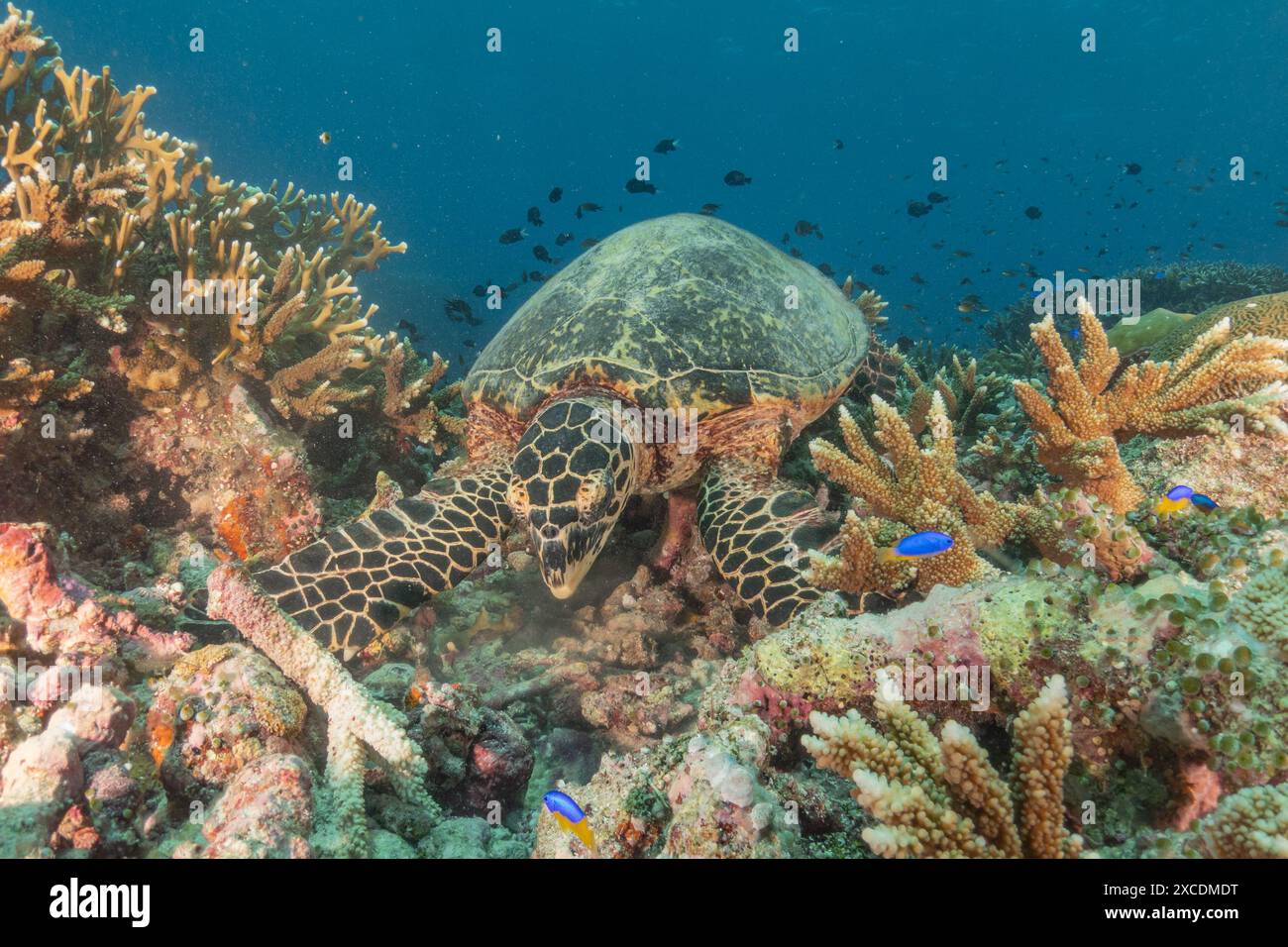 Hawksbill sea turtle at the Tubbataha Reefs national park Philippines ...