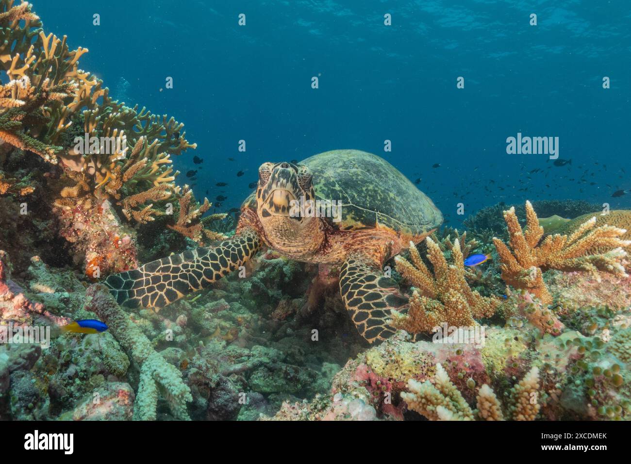 Hawksbill sea turtle at the Tubbataha Reefs national park Philippines ...