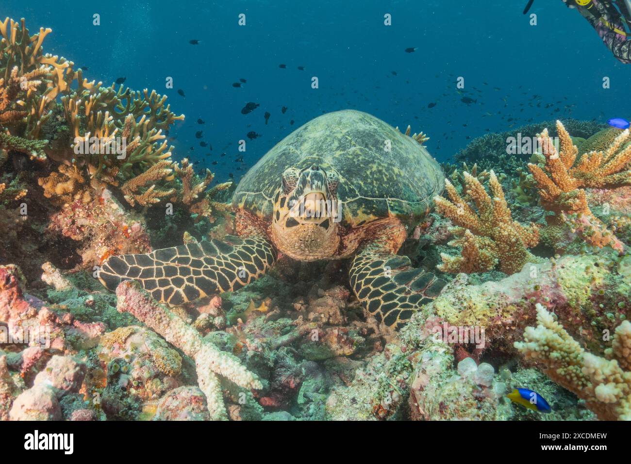 Hawksbill sea turtle at the Tubbataha Reefs national park Philippines ...