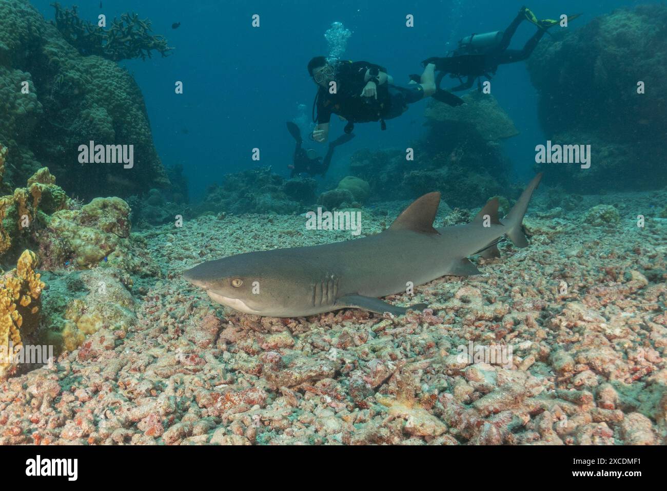 Thresher Shark swimming at the Tubbataha Reefs Philippines Stock Photo ...