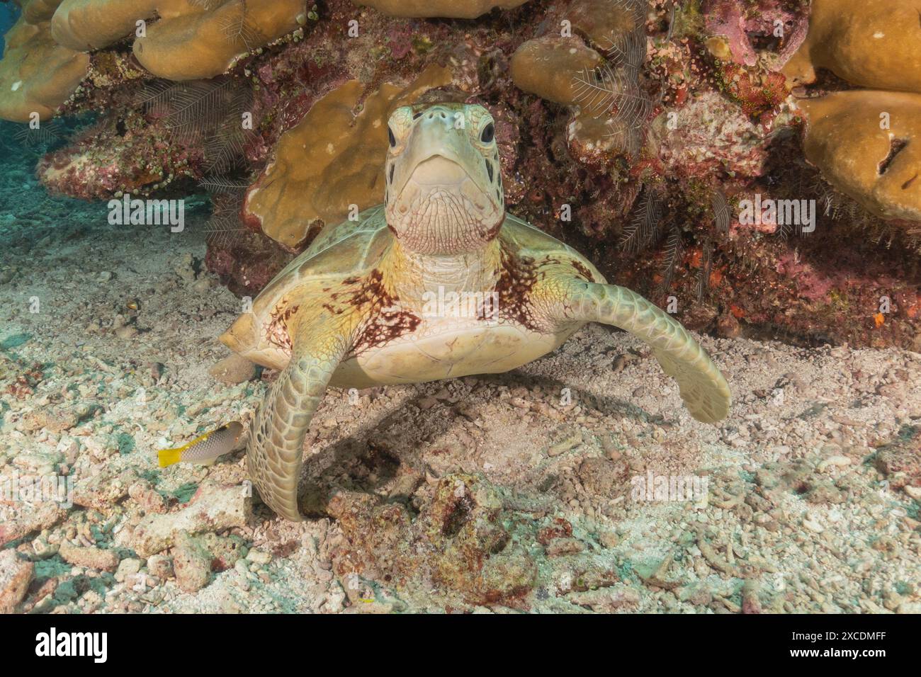 Hawksbill sea turtle at the Tubbataha Reefs national park Philippines ...