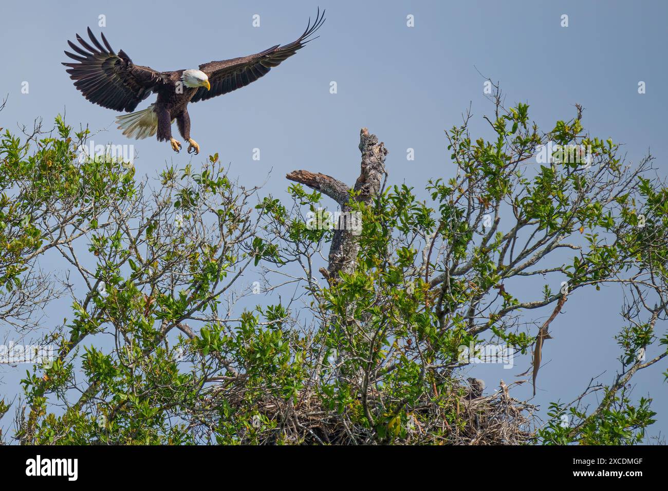 Bald Eagle flying to its chick in its nest Stock Photo - Alamy