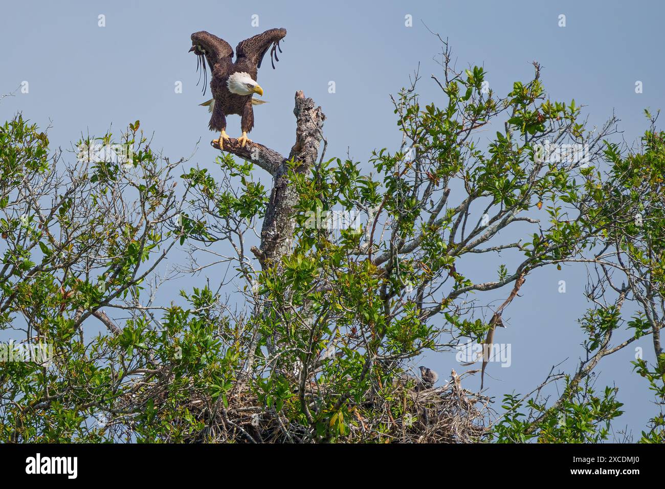 Bald Eagle flying to its chick in its nest Stock Photo - Alamy