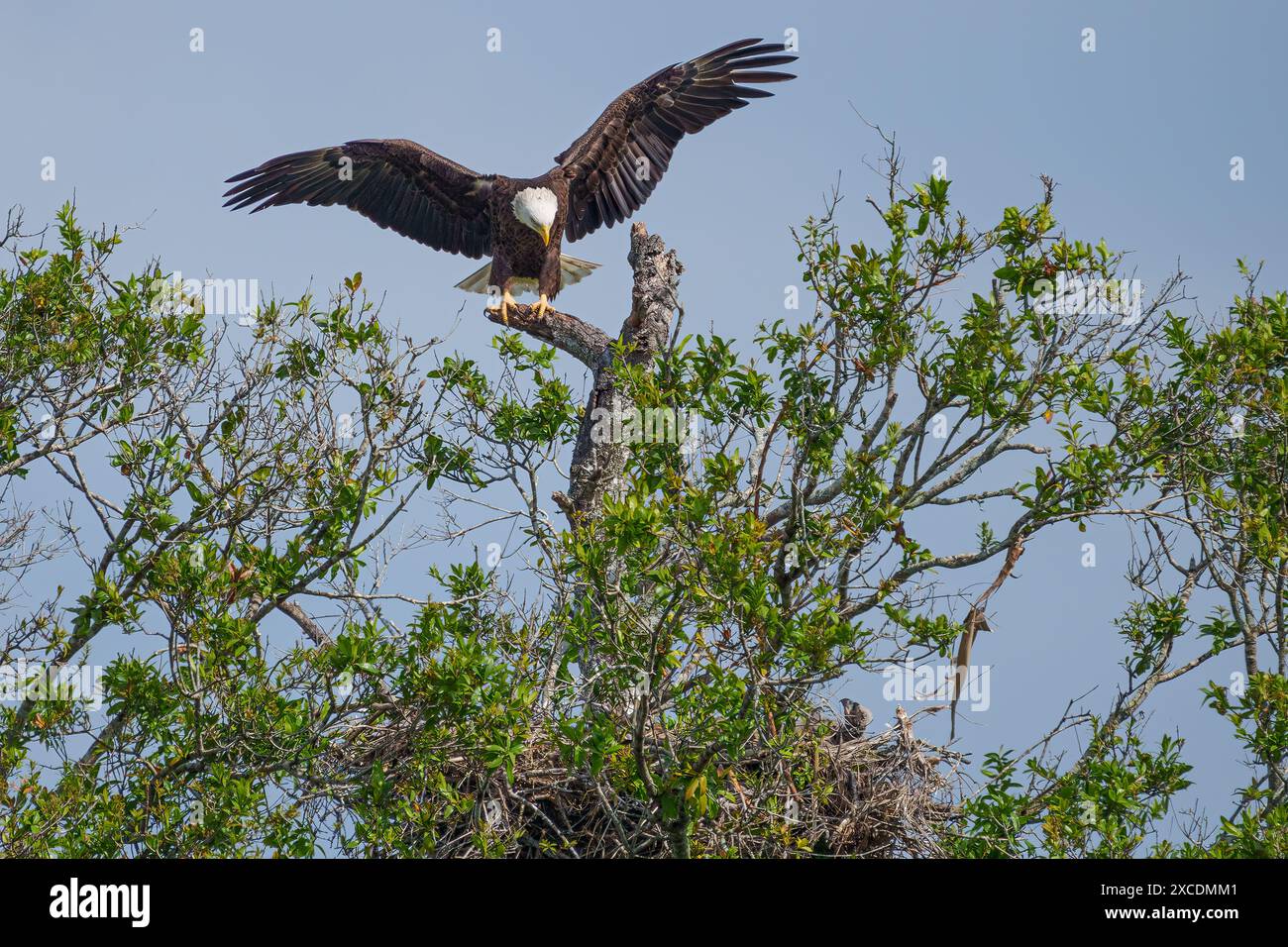 Bald Eagle flying to its chick in its nest Stock Photo - Alamy