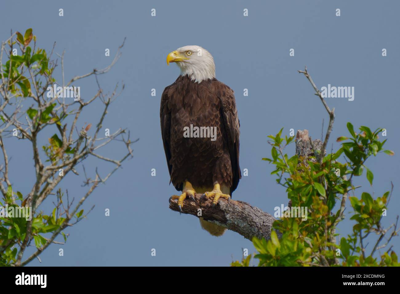 Majestic eagle on tree hi-res stock photography and images - Alamy