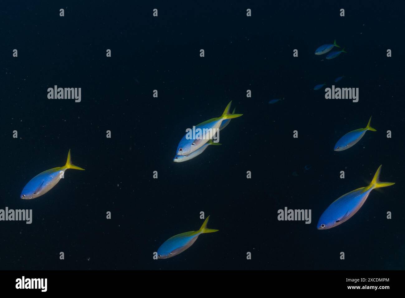 Fish swim at the Tubbataha Reefs national park Philippines Stock Photo ...