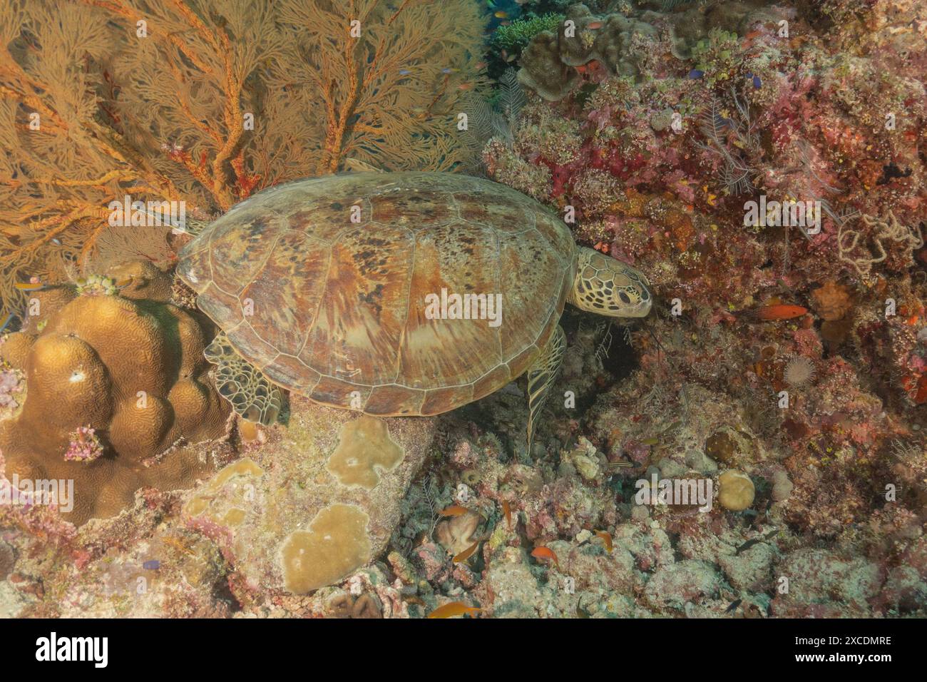 Hawksbill sea turtle at the Tubbataha Reefs national park Philippines ...
