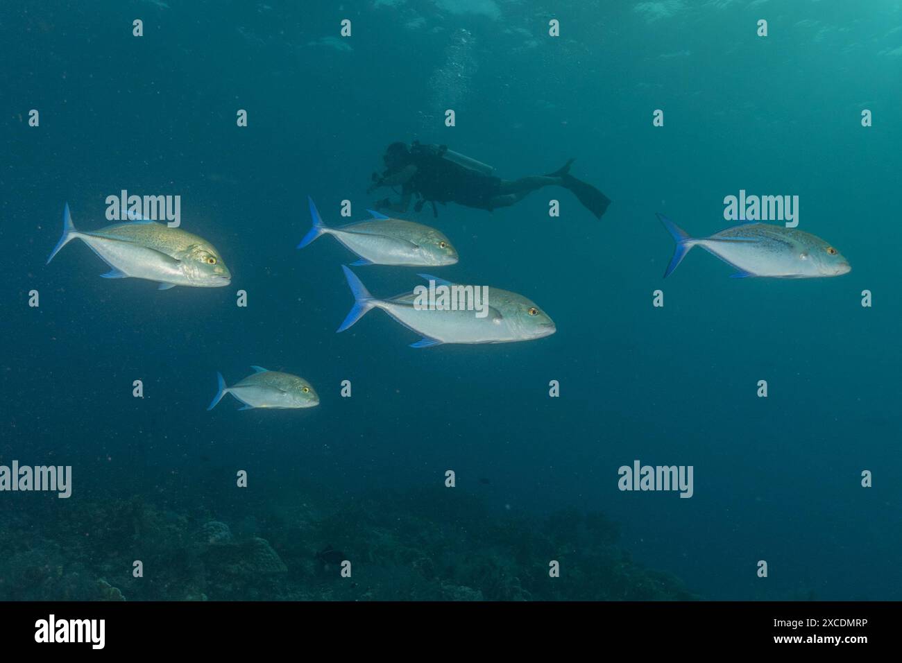 Fish swim at the Tubbataha Reefs national park Philippines Stock Photo ...