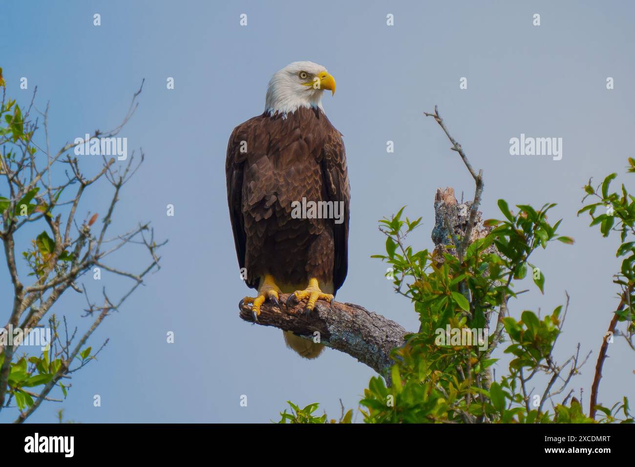Bald eagle perching branch hi-res stock photography and images - Alamy