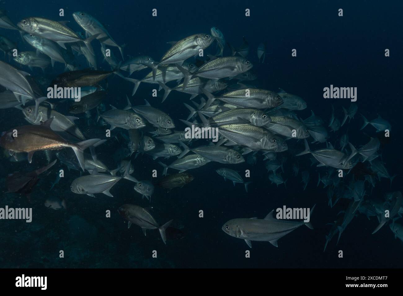 Fish swim at the Tubbataha Reefs national park Philippines Stock Photo ...