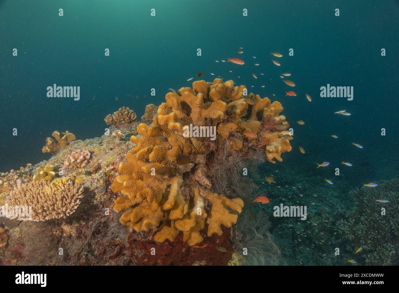 Coral reef and water plants at the Tubbataha Reefs, Philippines Stock ...