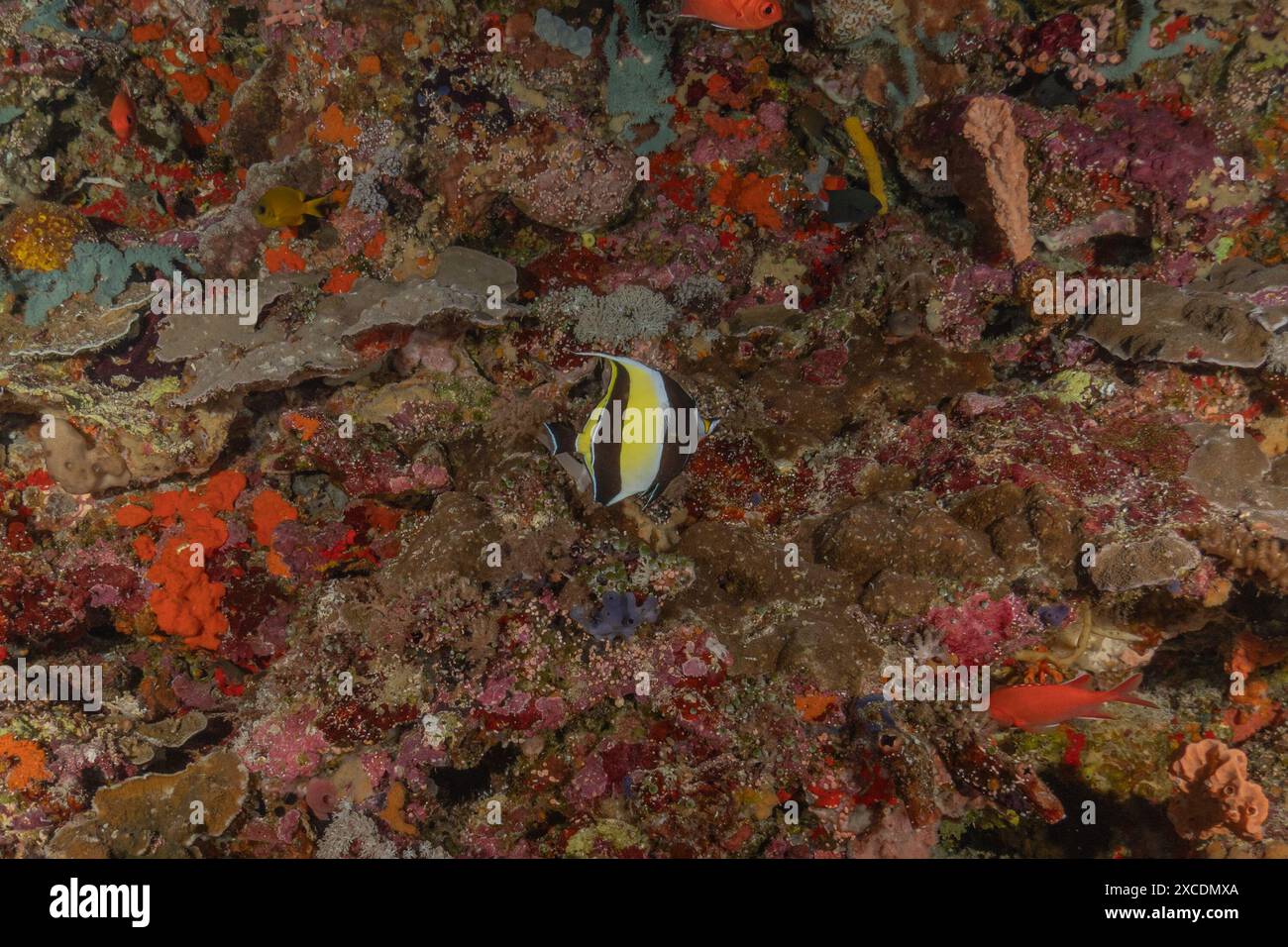 Fish swim at the Tubbataha Reefs national park Philippines Stock Photo ...