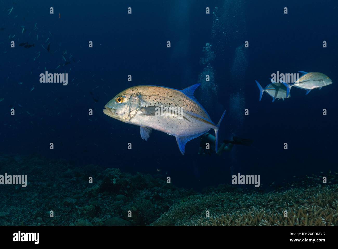 Fish swim at the Tubbataha Reefs national park Philippines Stock Photo ...