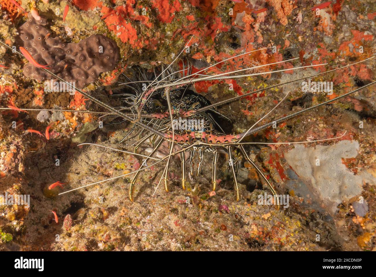 Painted Lobster(Panulirus versicolor) at the Tubbataha Reef National ...