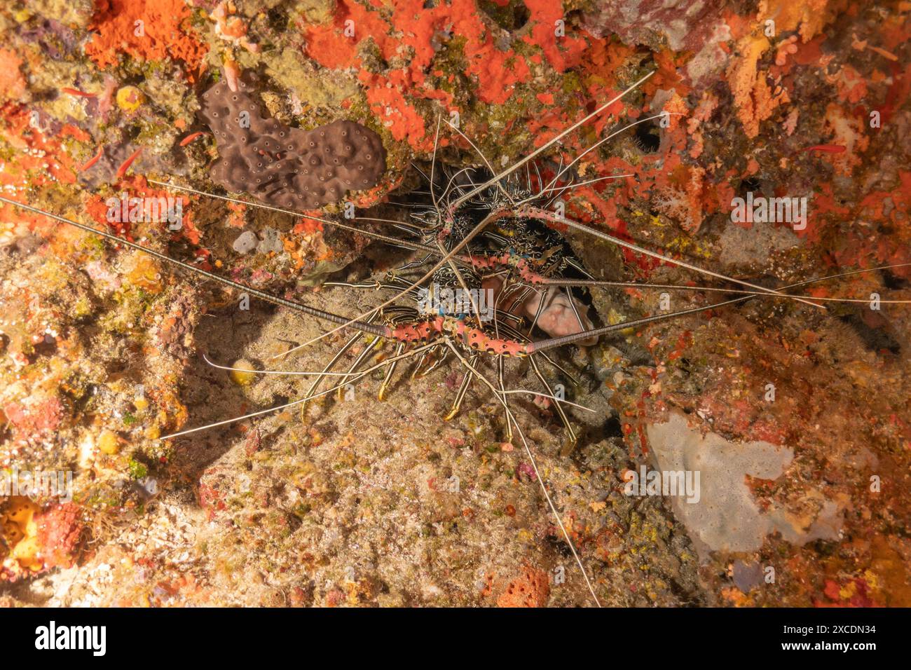 Painted Lobster(Panulirus versicolor) at the Tubbataha Reef National ...