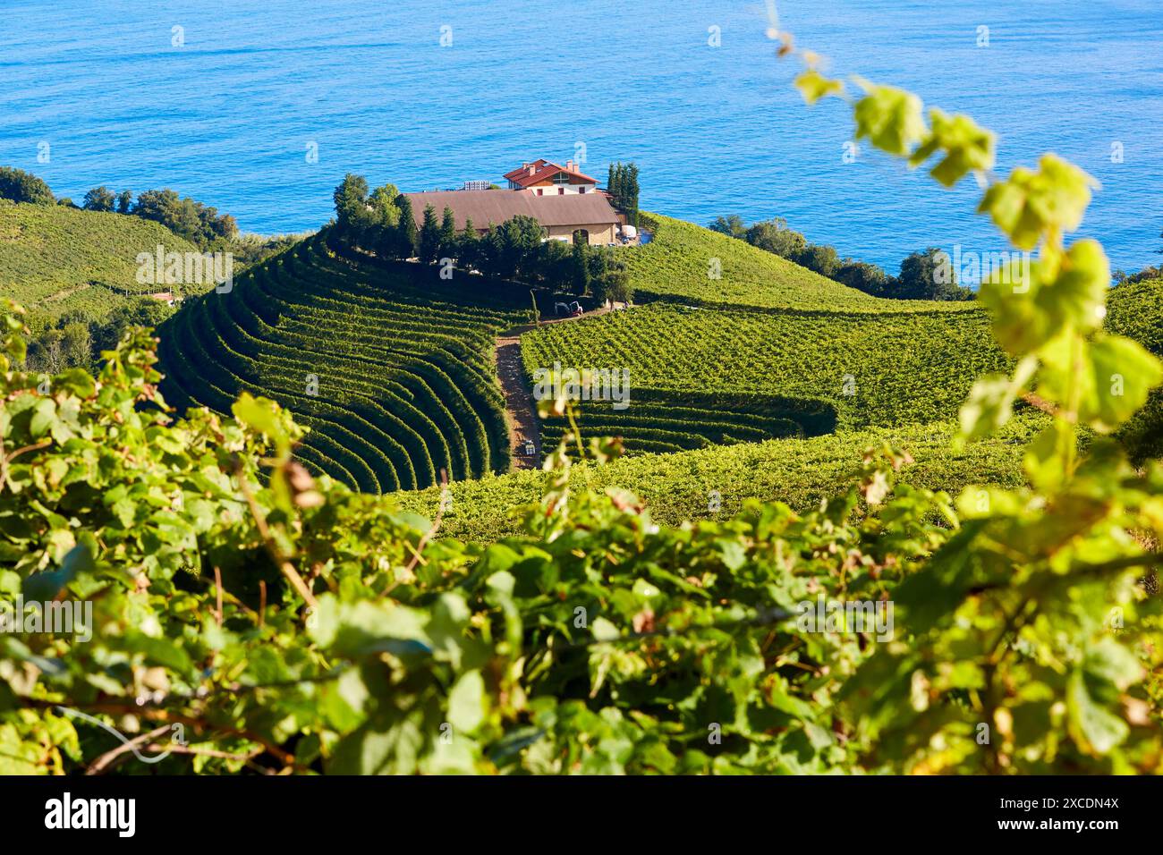 Txakoli vineyards. Getaria. Gipuzkoa. Basque Country. Spain Stock Photo ...