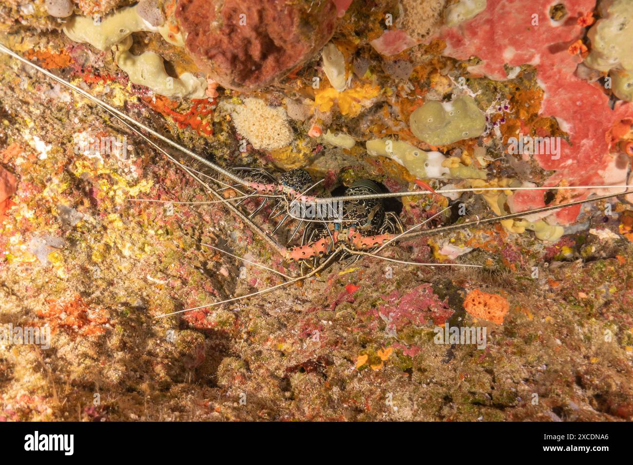 Painted Lobster(Panulirus versicolor) at the Tubbataha Reef National ...